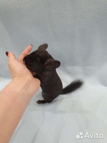 Шиншилленок эбони эктра темный 2 мес