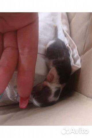 Нужна кормящая кошка в обмен фото всех малышей