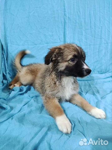 Щенки выкормленные из бутылочки