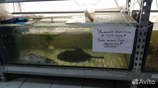 Скат Леопольд Моторо