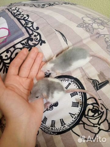 Крысята дамбо