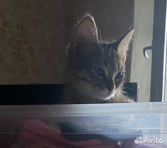 Котик в добрые руки