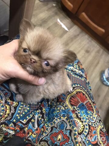 Чихуахуа микро мальчик Тема