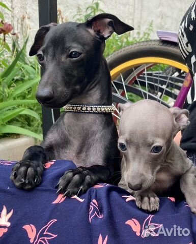 Итальянская левретка щенок