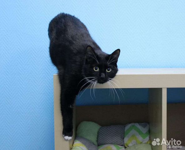 Кошки в добрые руки