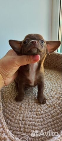 Чихуахуа мальчик шоколад миник