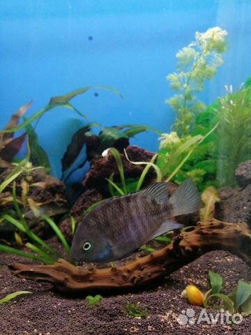 Рыба цихлазома Седжика