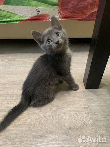 Котенок породы русская голубая