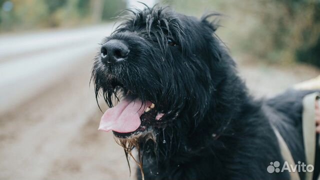 Шикарный ризен (метис), пес Банди