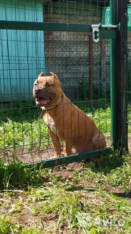 Американский булли стандарт