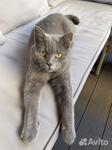 Кот британец