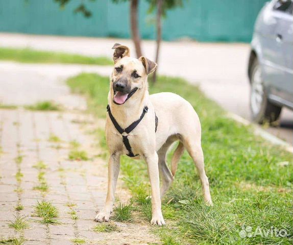 Собаки бесплатно в добрые руки