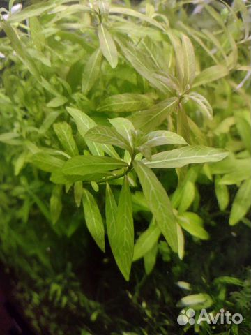 Гигрофила узорчатая. Прополка