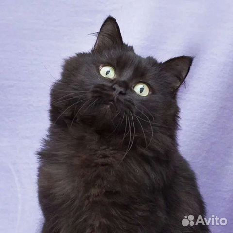 Настоящий литературный герой