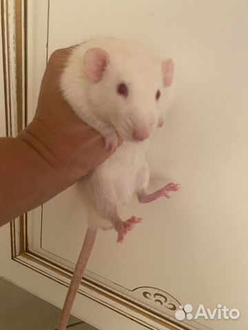 Белая крыса