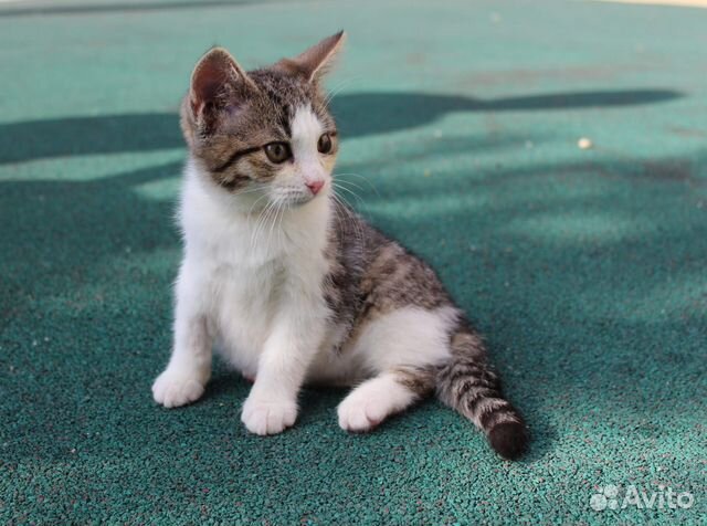 Суперкотенок Фикс, 4 месяца, ищет домик