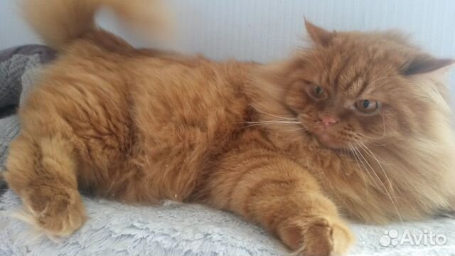 Котик Босс в поисках надежной семьи