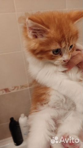Отдам котëнка