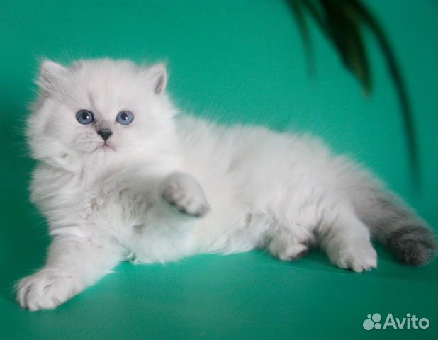 Котенок Британский длинношерстный шиншилла пойнт
