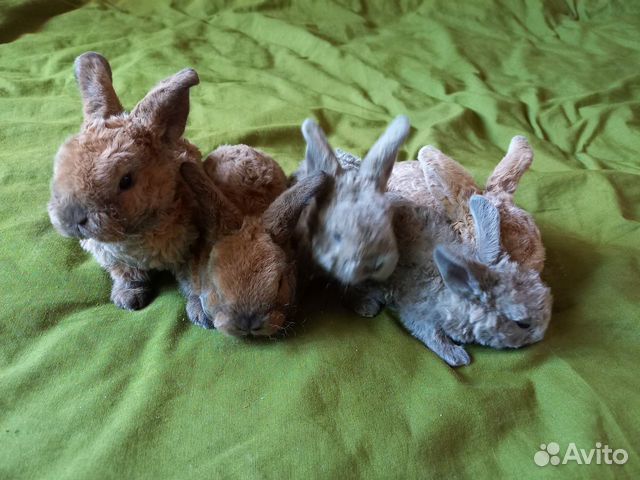 Карликовые mini рексики плюш