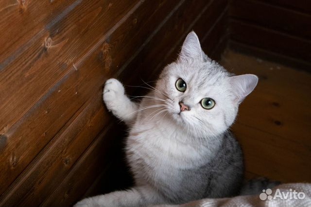 Британская