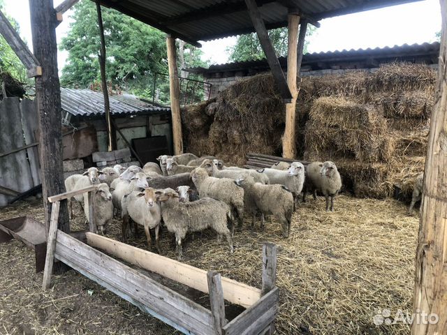 Матки с ягнятами