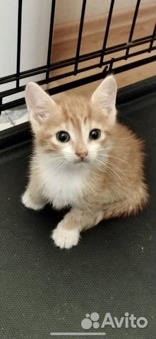 Рыжий котенок в добрые руки