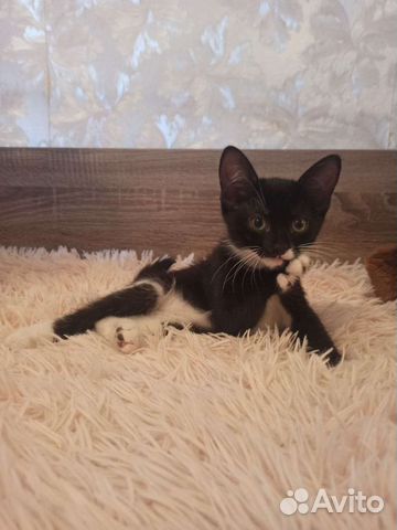 Котëнок девочка