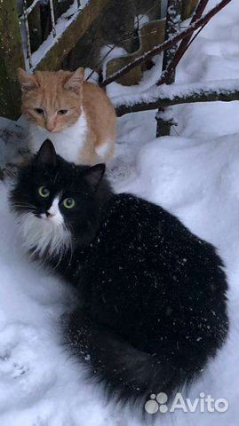 Котёнок замёрзнет на даче в морозы