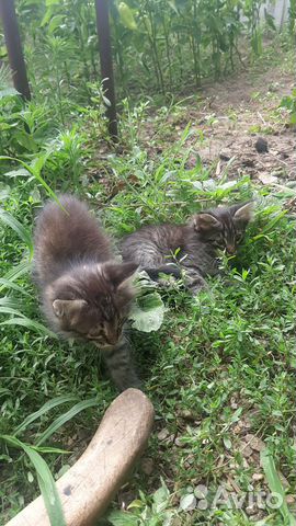 Котятки в добрые руки, настоящие, русские дворяне