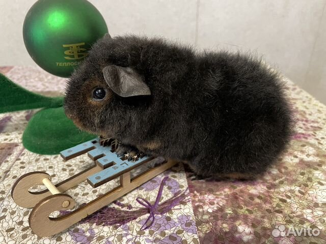 Морские свинки, Американский теддди