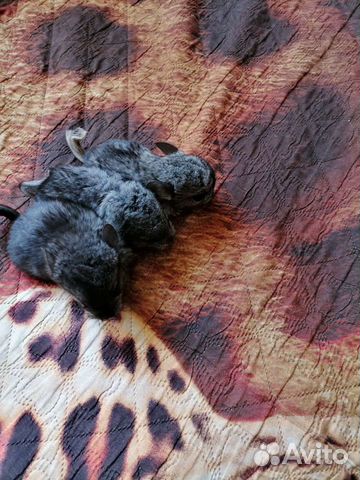 Шиншиллята