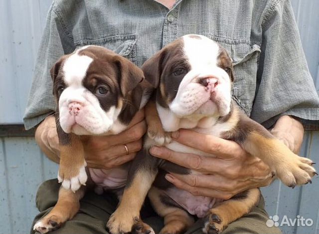 Шоколадные зайчики мальчик и девочка