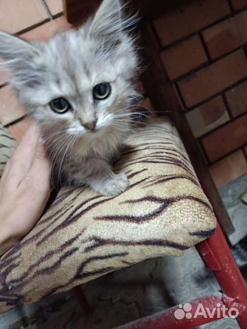 Котенок серый в добрые руки