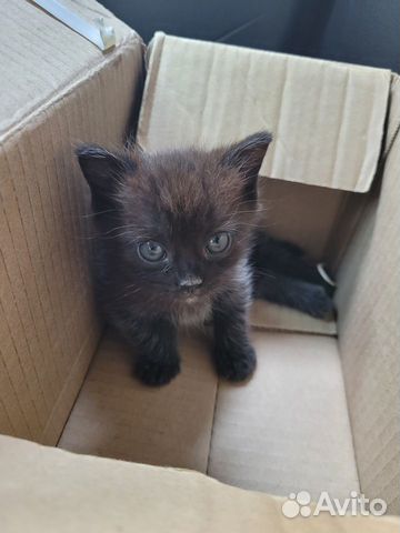 Котёнок мальчик