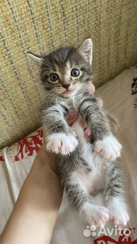 Котята