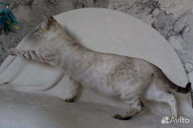 Бенгальская снежная кошка в добрые руки