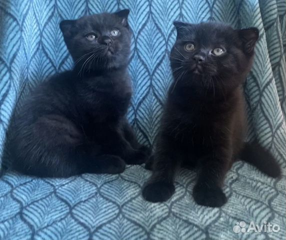 Шотландские котята чёрный окрас
