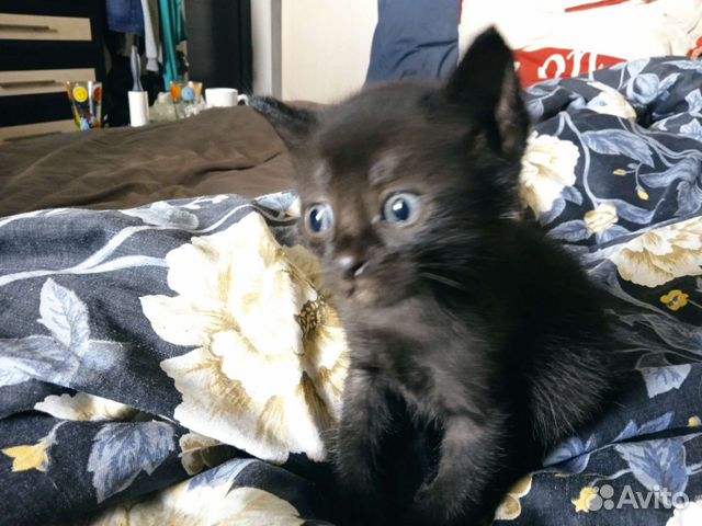 Котенок турецкая ангора девочка