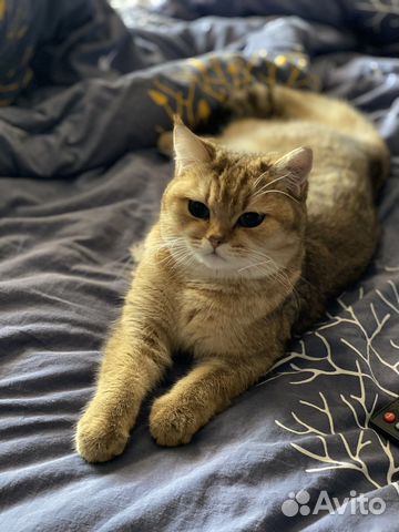 Кошка Золотая Шиншилла в разведение