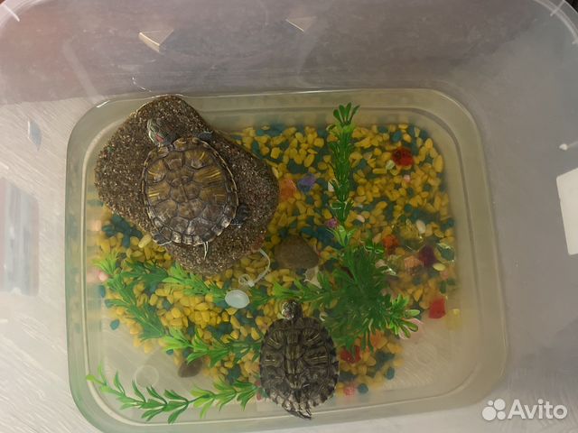 Черепахи