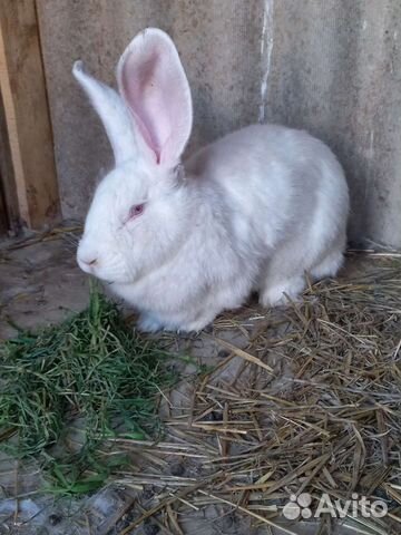 Кролики бельгийский великан