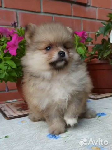 Померанский шпиц девочка и мальчики