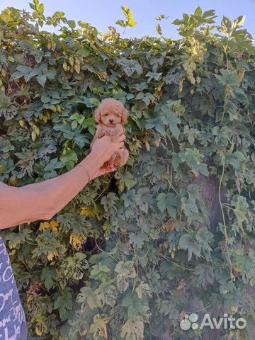 Девочка той пудель мини