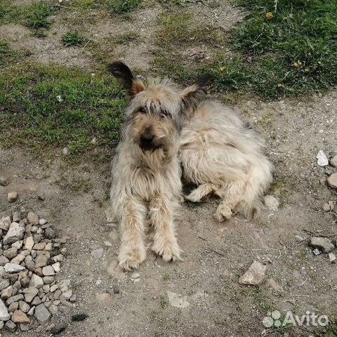 Еша - необычная собака