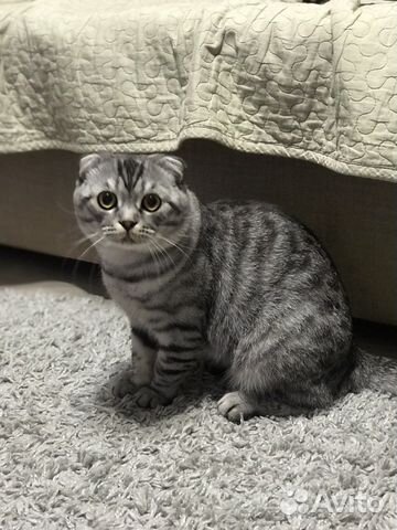 Шотландская