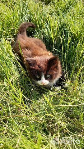 Кошки в добрые руки бесплатно