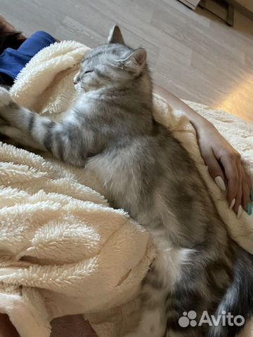 Котенок 4 месяца британец