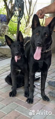 Щенок вео 3 месяца