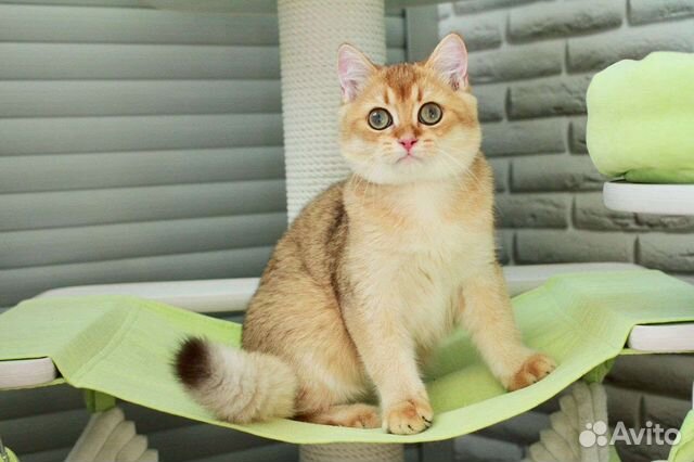 Британские котята золотая шиншилла
